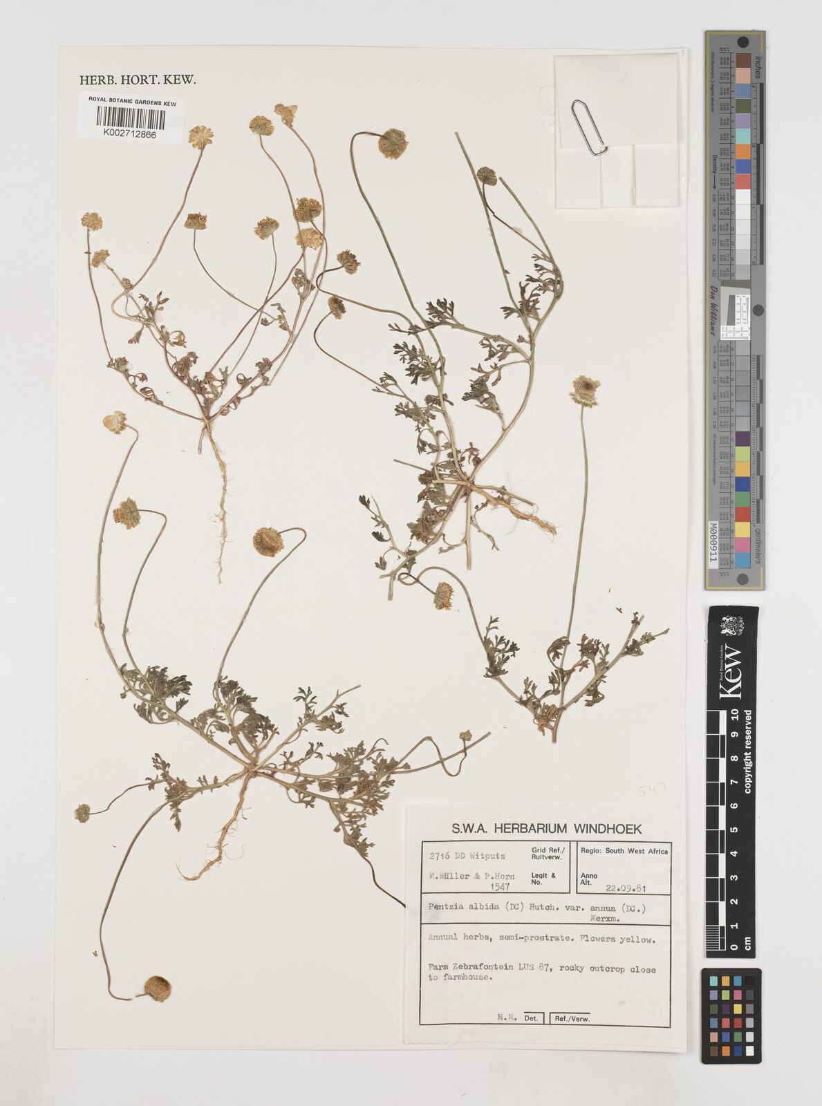 Foveolina dichotoma (DC.) Källersjö | Plants of the World Online | Kew ...