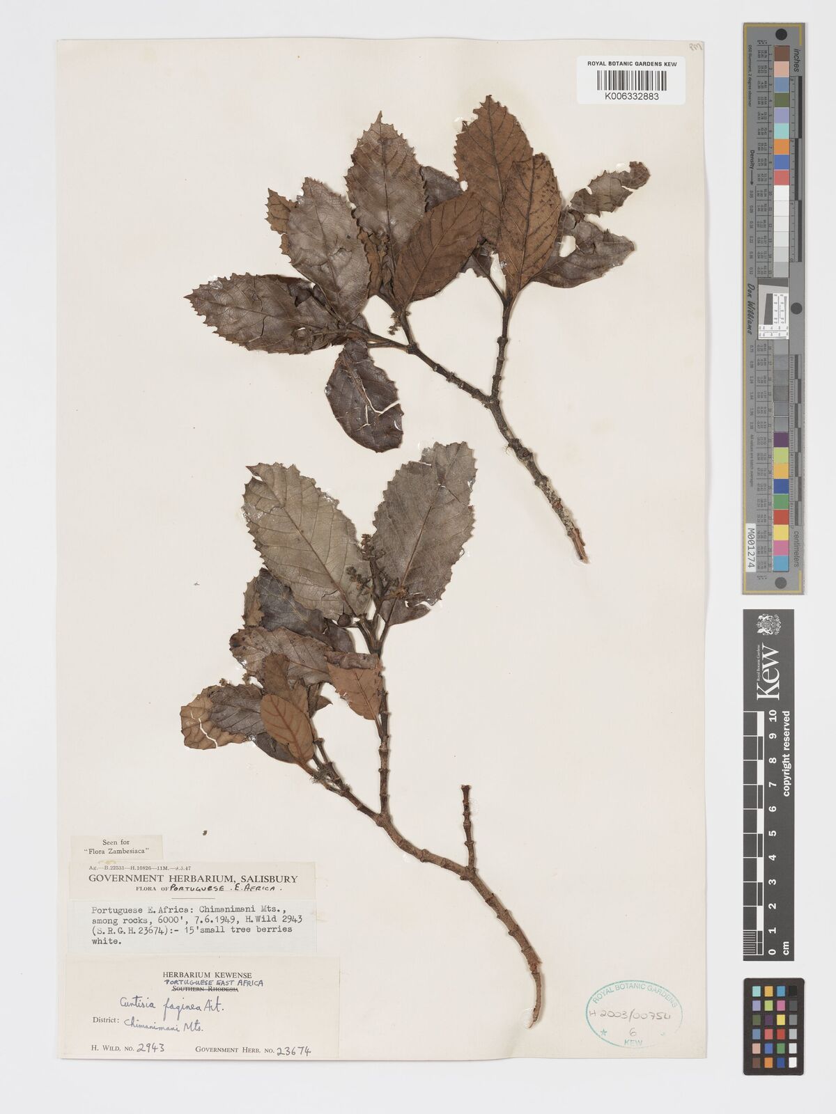 Curtisia dentata (Burm.f.) C.A.Sm. | Plants of the World Online | Kew ...