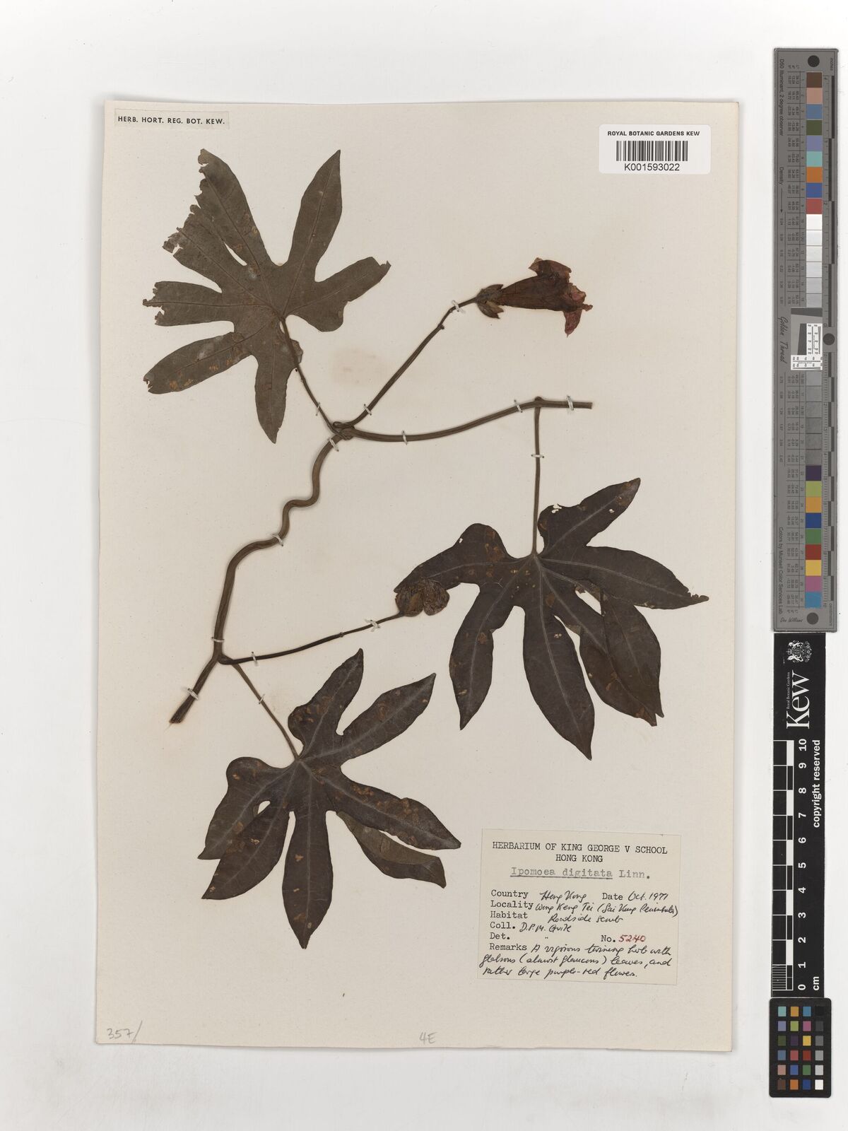 Ipomoea digitata D.Parodi | Plants of the World Online | Kew Science