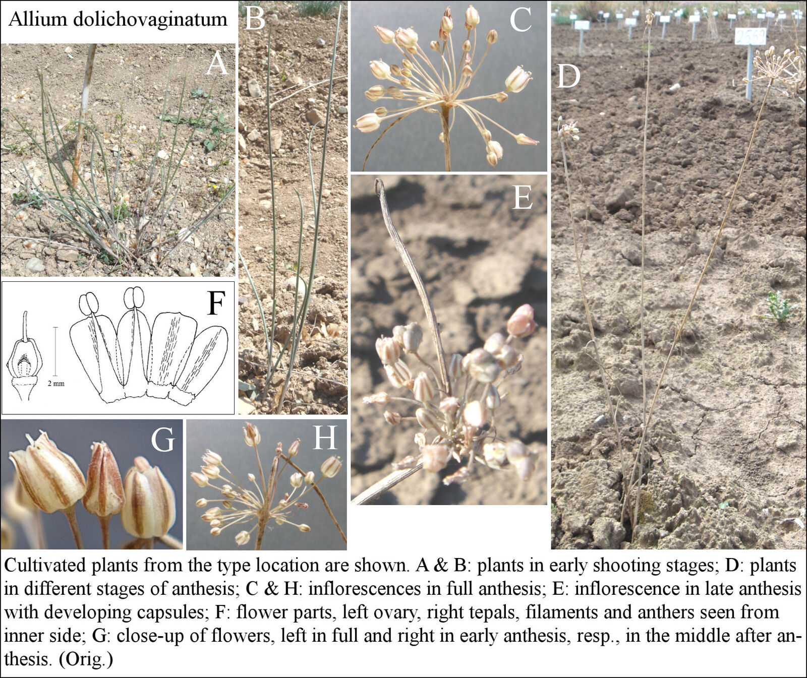 Allium dolichovaginatum R.M.Fritsch | Plants of the World Online | Kew ...