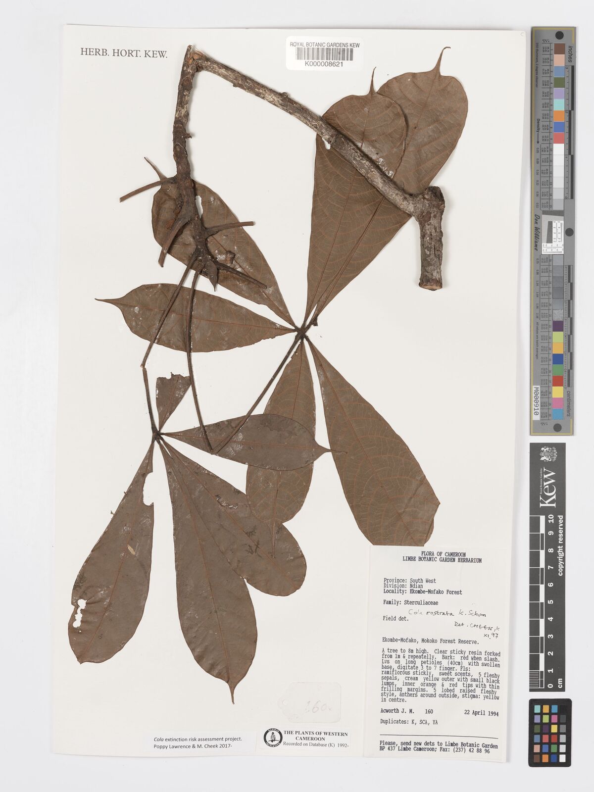 Cola rostrata K.Schum. | Plants of the World Online | Kew Science