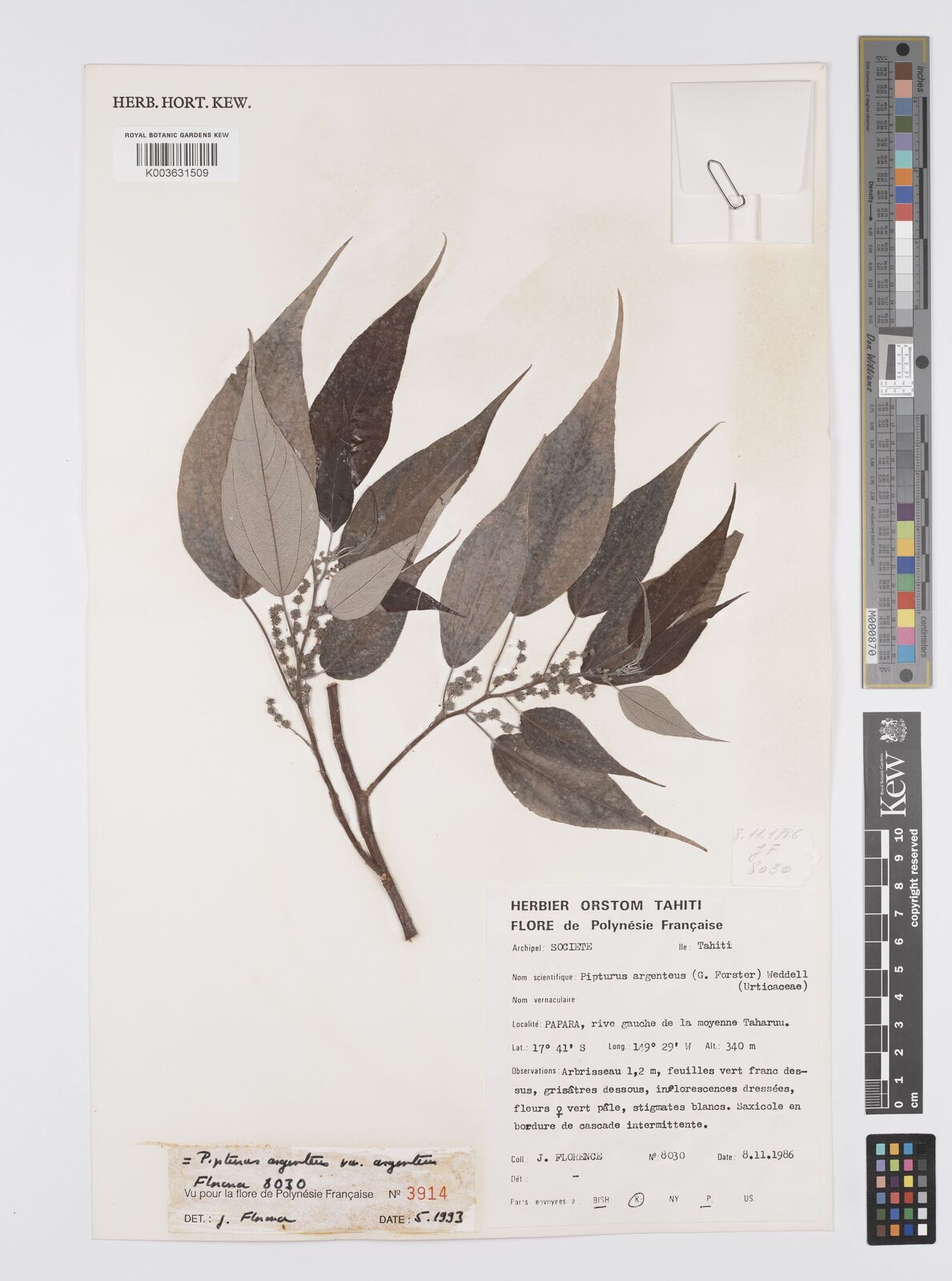 Pipturus argenteus var. argenteus | Plants of the World Online | Kew ...