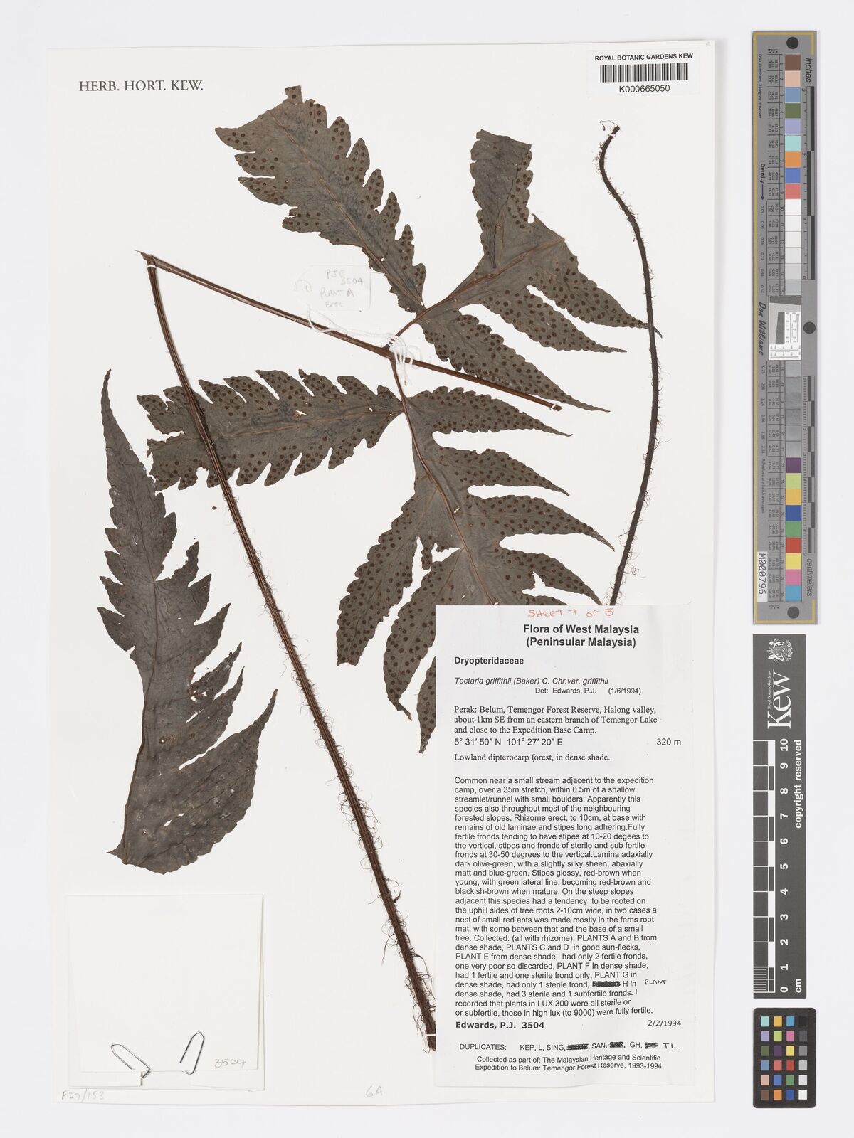 Tectaria griffithii (Baker) C.Chr. | Plants of the World Online | Kew ...