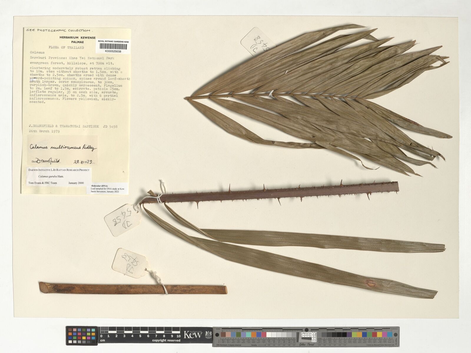 Calamus guruba Buch.-Ham. ex Mart. | Plants of the World Online | Kew ...