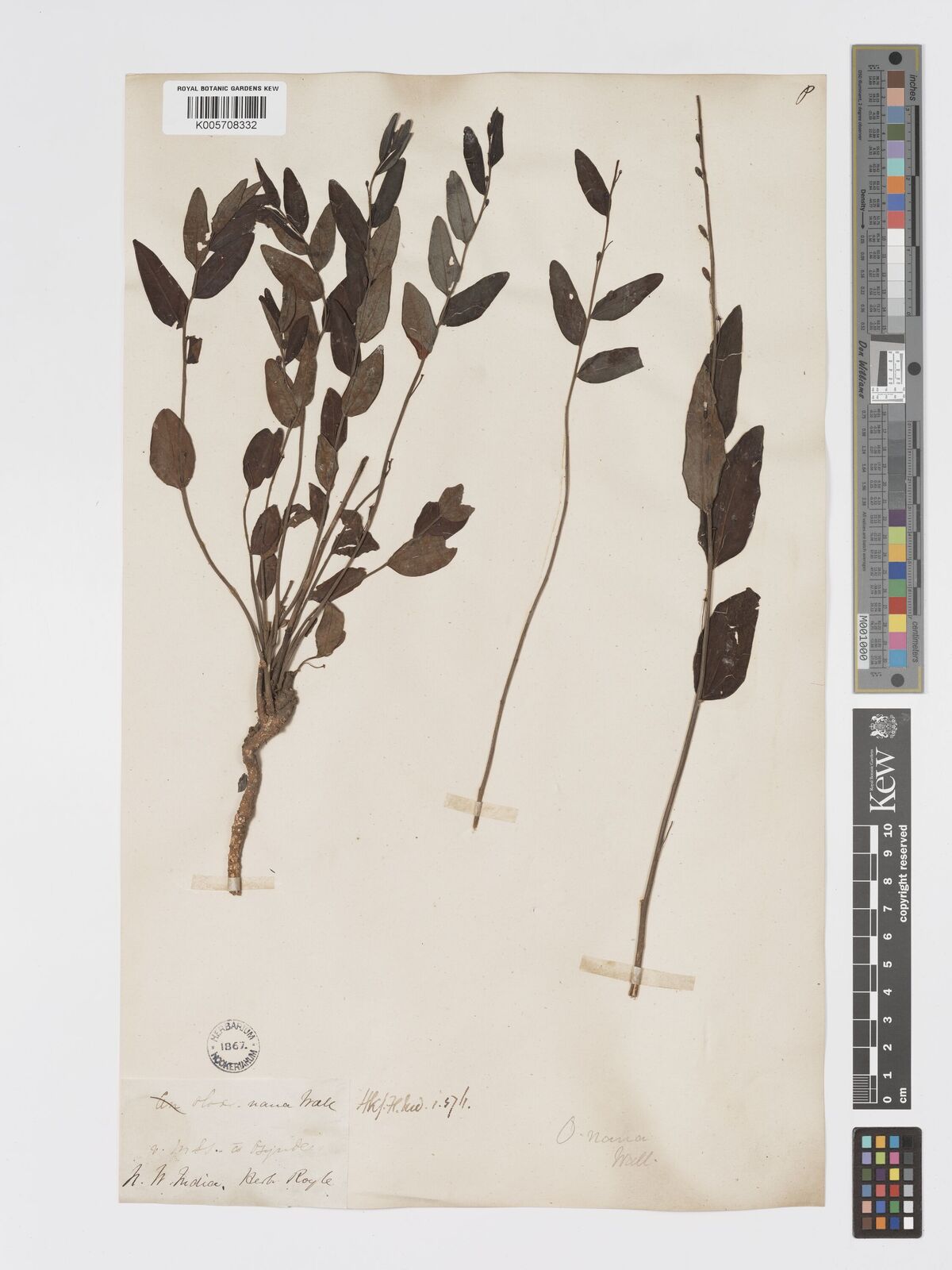 Olax nana Wall. ex Benth. | Plants of the World Online | Kew Science