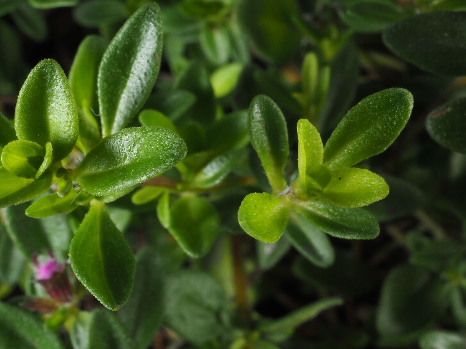Thymus × citriodorus (Pers.) Schreb. | Plants of the World Online | Kew ...