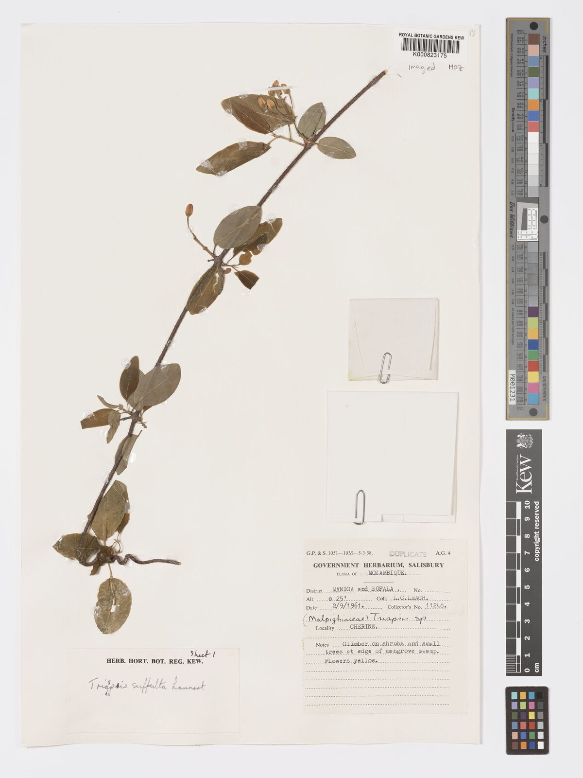 Triaspis suffulta Launert | Plants of the World Online | Kew Science