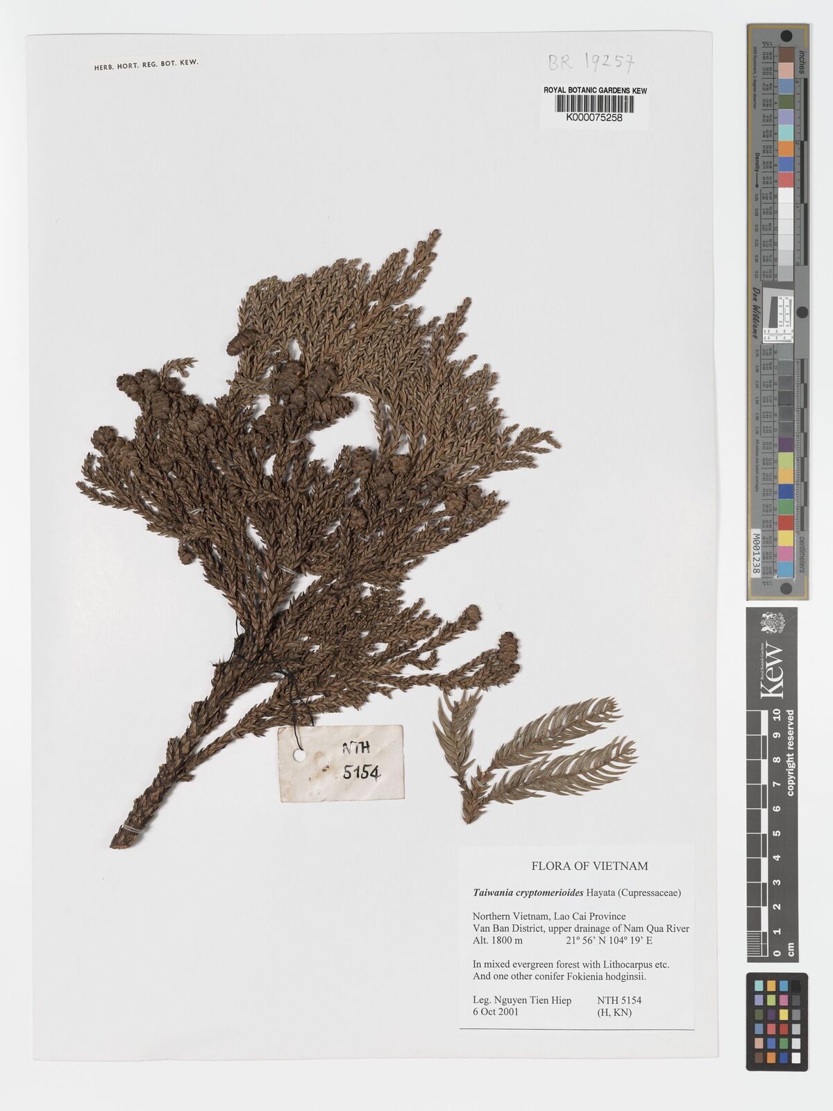 Taiwania cryptomerioides Hayata | Plants of the World Online | Kew Science