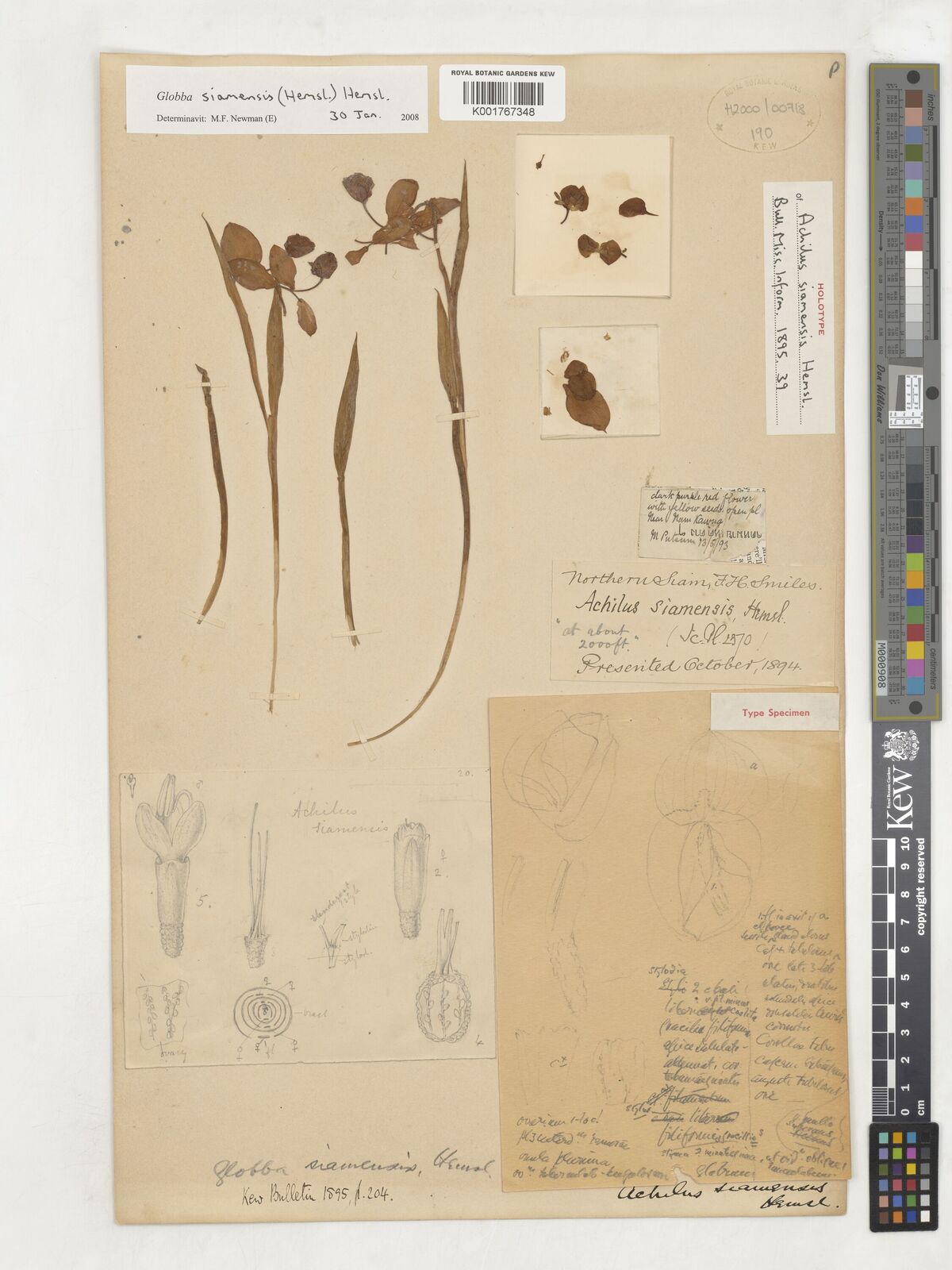 Globba siamensis (Hemsl.) Hemsl. | Plants of the World Online | Kew Science
