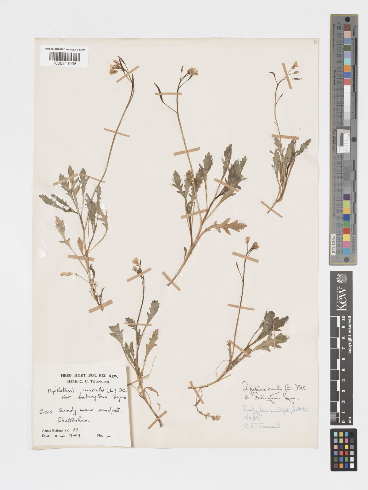 Diplotaxis muralis subsp. muralis | Plants of the World Online | Kew ...