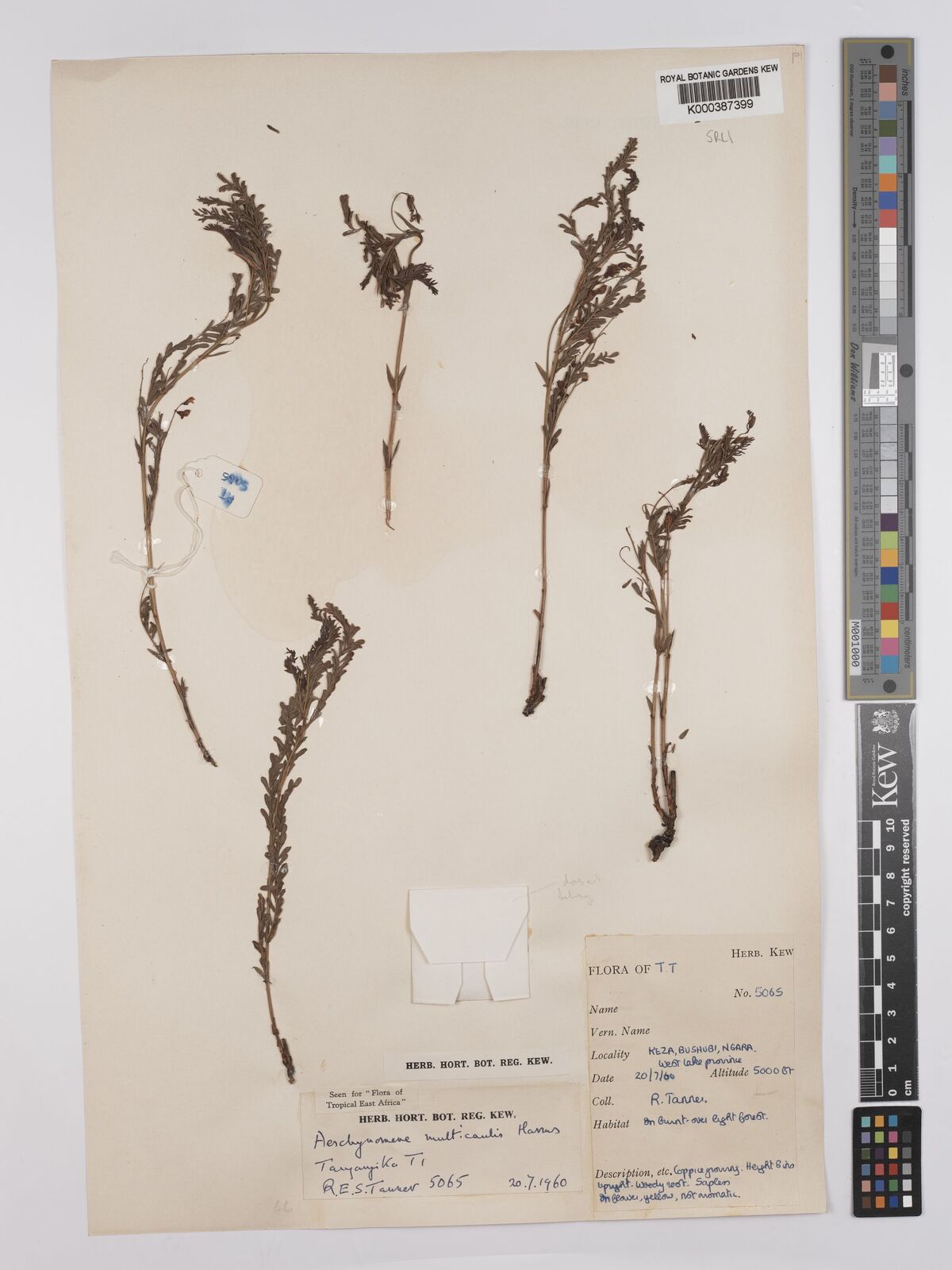 Aeschynomene multicaulis Harms | Plants of the World Online | Kew Science