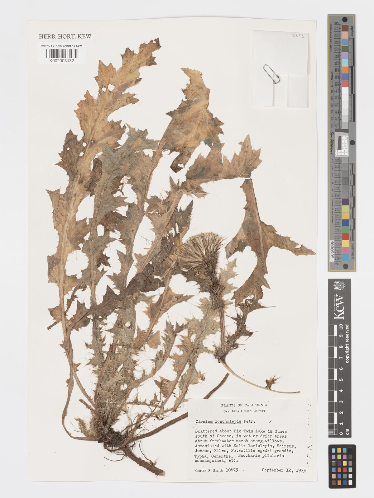 Cirsium loncholepis Petr. | Plants of the World Online | Kew Science