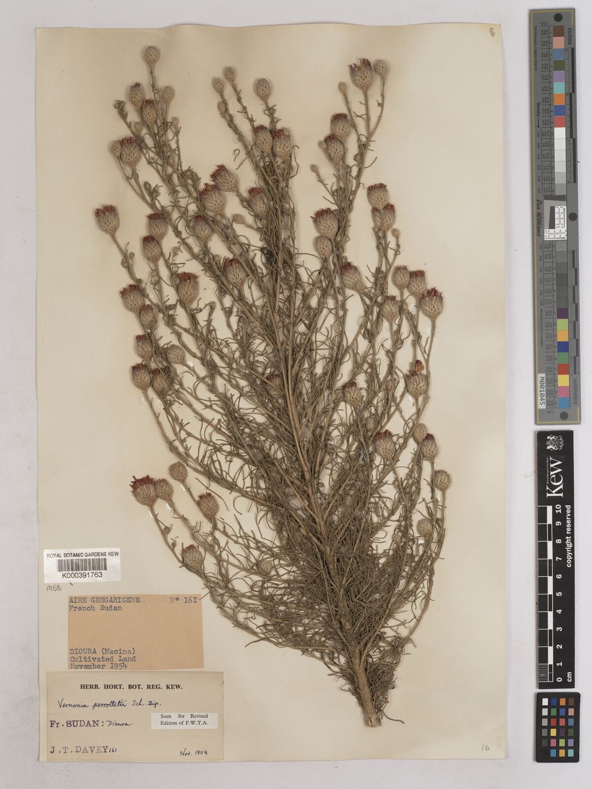 Crystallopollen serratuloides (DC.) J.C.Manning | Plants of the World ...