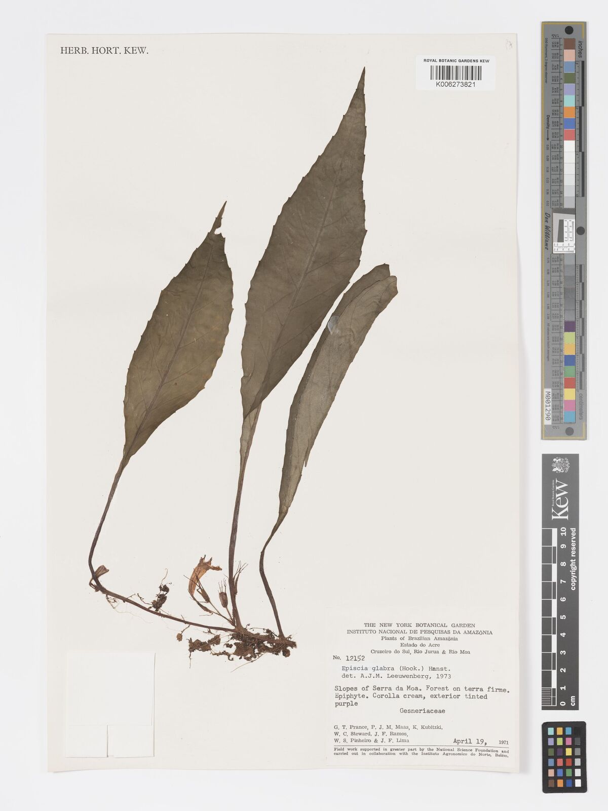 Paradrymonia glabra (Benth.) Hanst. | Plants of the World Online | Kew ...