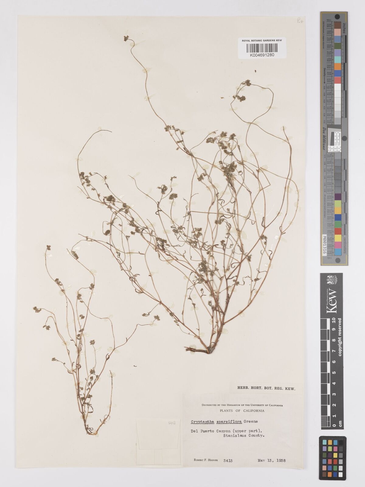 Cryptantha flaccida (Douglas ex Lehm.) Greene | Plants of the World ...