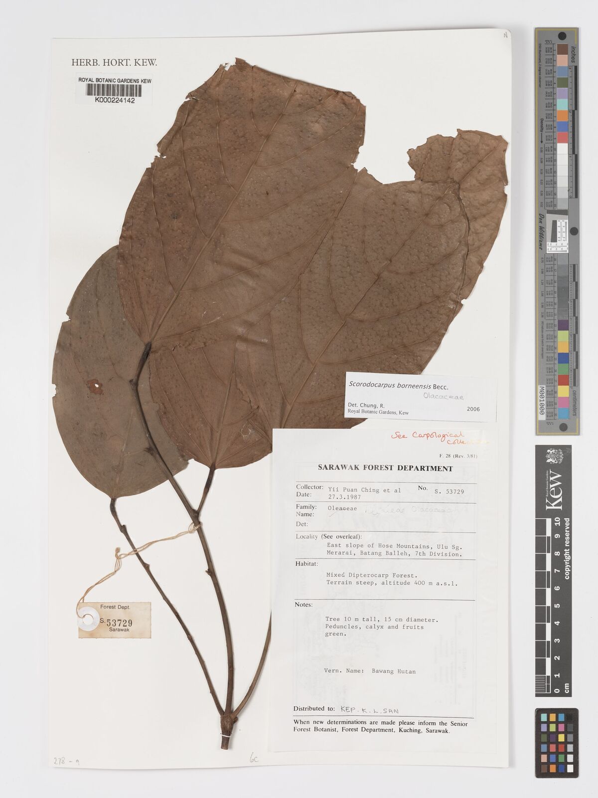 Scorodocarpus borneensis (Baill.) Becc. | Plants of the World Online ...