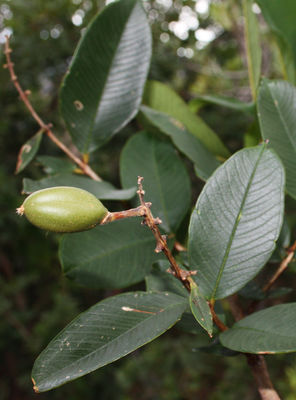 Qualea multiflora Mart. | Plants of the World Online | Kew Science