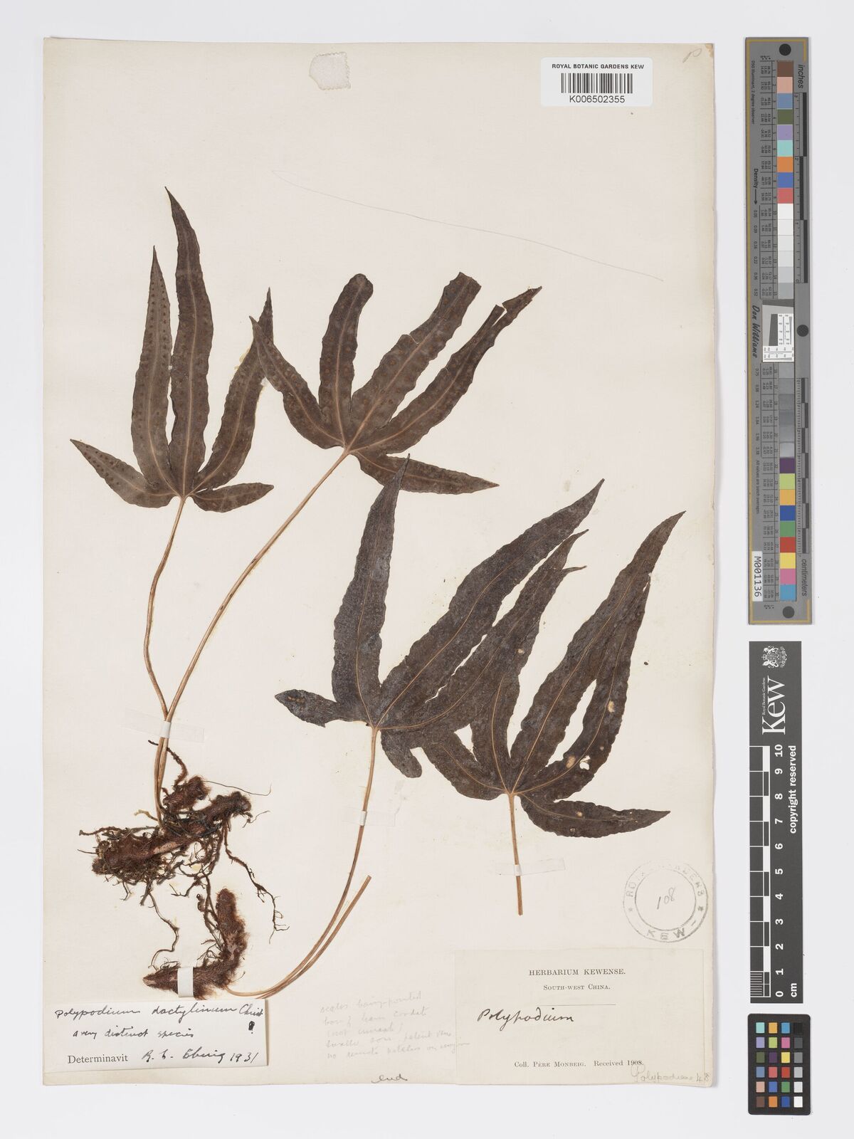 Selliguea dactylina (Christ) S.G.Lu, Hovenkamp & M.G.Gilbert | Plants ...