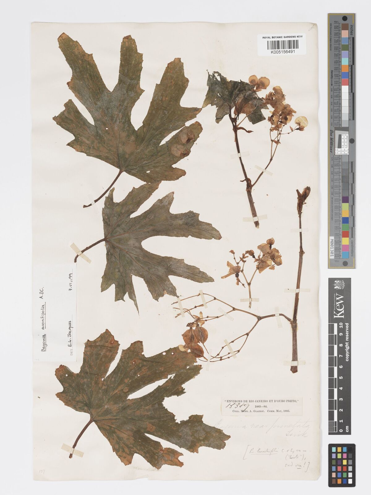 Begonia aconitifolia A.DC. | Plants of the World Online | Kew Science