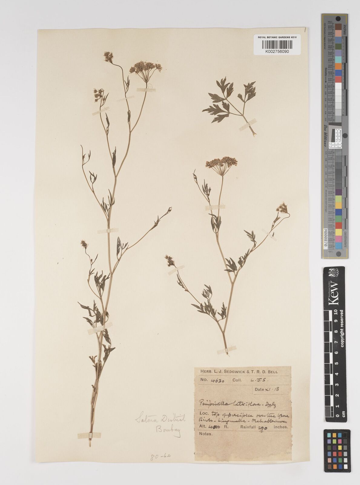 Psammogeton involucratus (Roxb.) Mousavi, Mozaff. & Zarre | Plants of ...