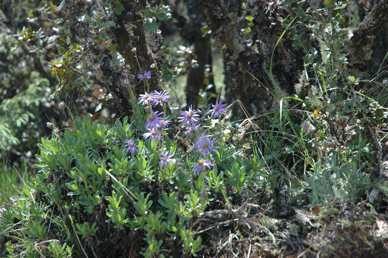 Aster batangensis Bureau & Franch. | Plants of the World Online | Kew ...