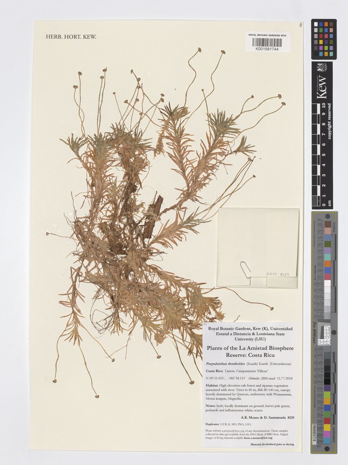 Paepalanthus dendroides (Kunth) Kunth | Colombian Plants made accessible