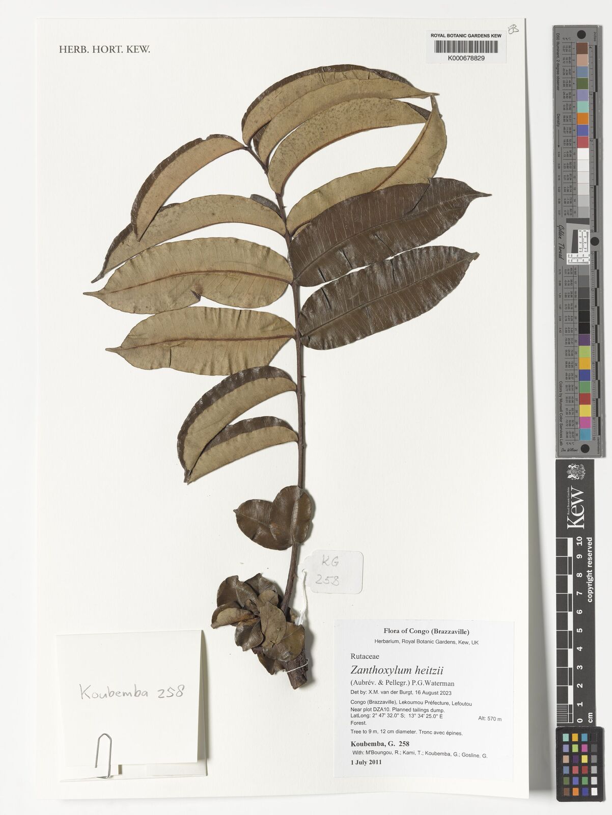Zanthoxylum heitzii (Aubrév. & Pellegr.) P.G.Waterman | Plants of the ...
