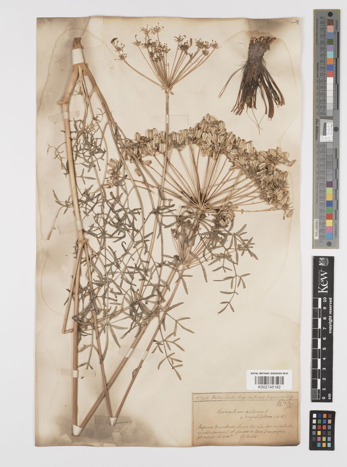 Laserpitium gallicum subsp. gallicum | Plants of the World Online | Kew ...