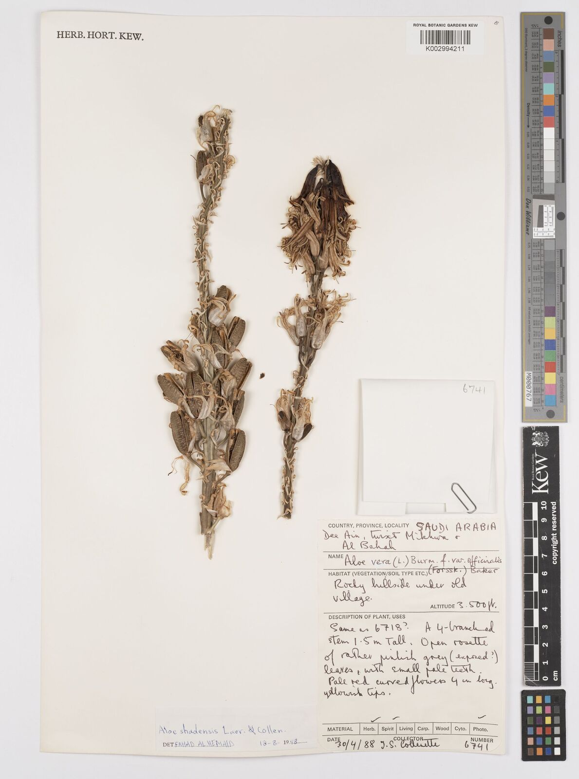 Aloe shadensis Lavranos & Collen. | Plants of the World Online | Kew ...