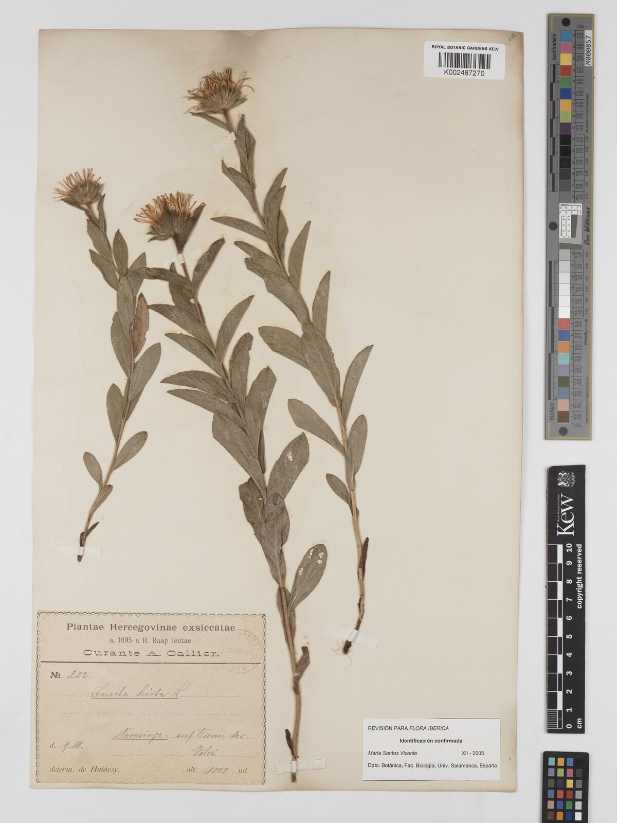 Pentanema hirtum (L.) D.Gut.Larr., Santos-Vicente, Anderb., E.Rico & M ...