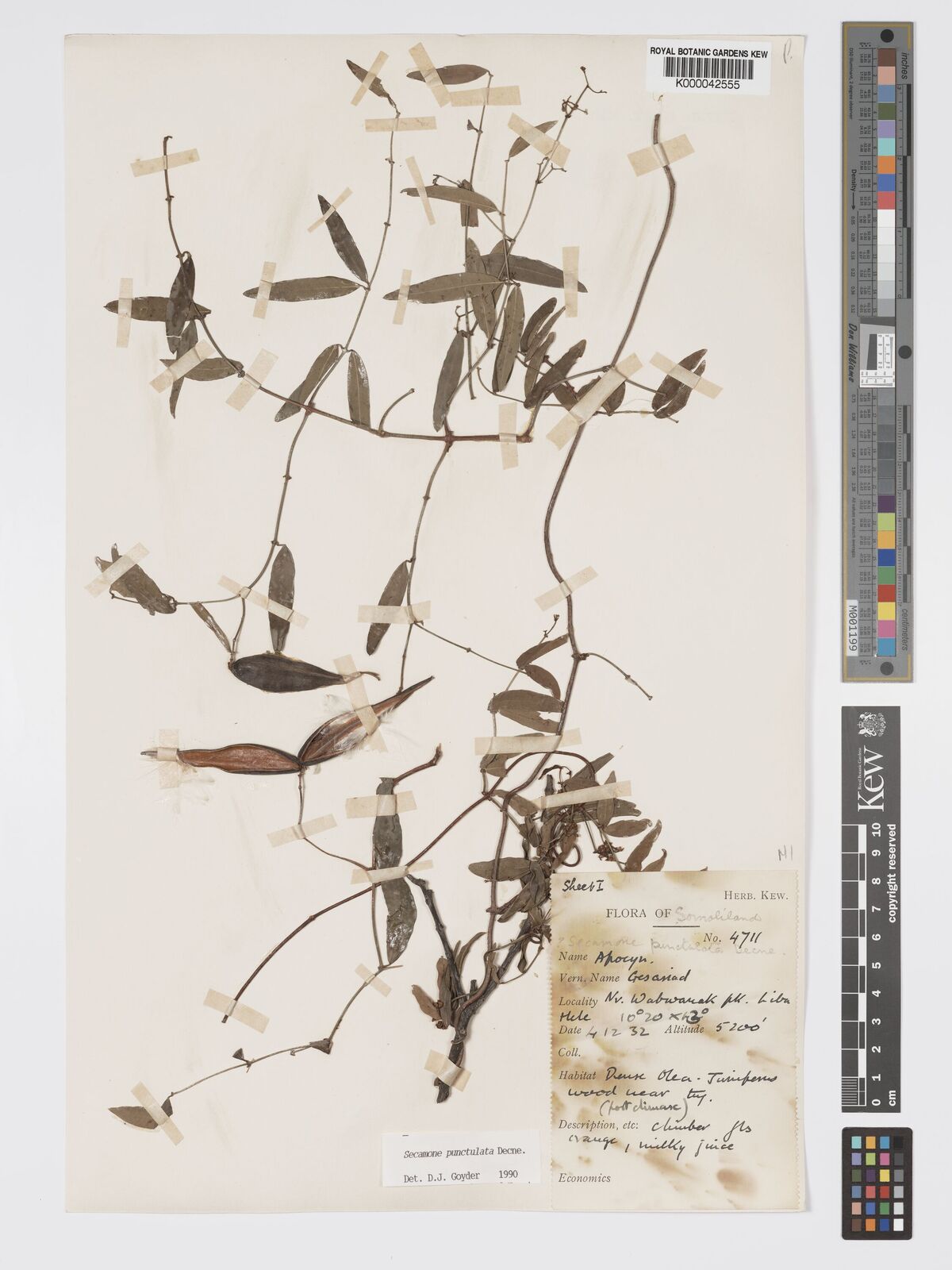 Secamone punctulata Decne. | Plants of the World Online | Kew Science