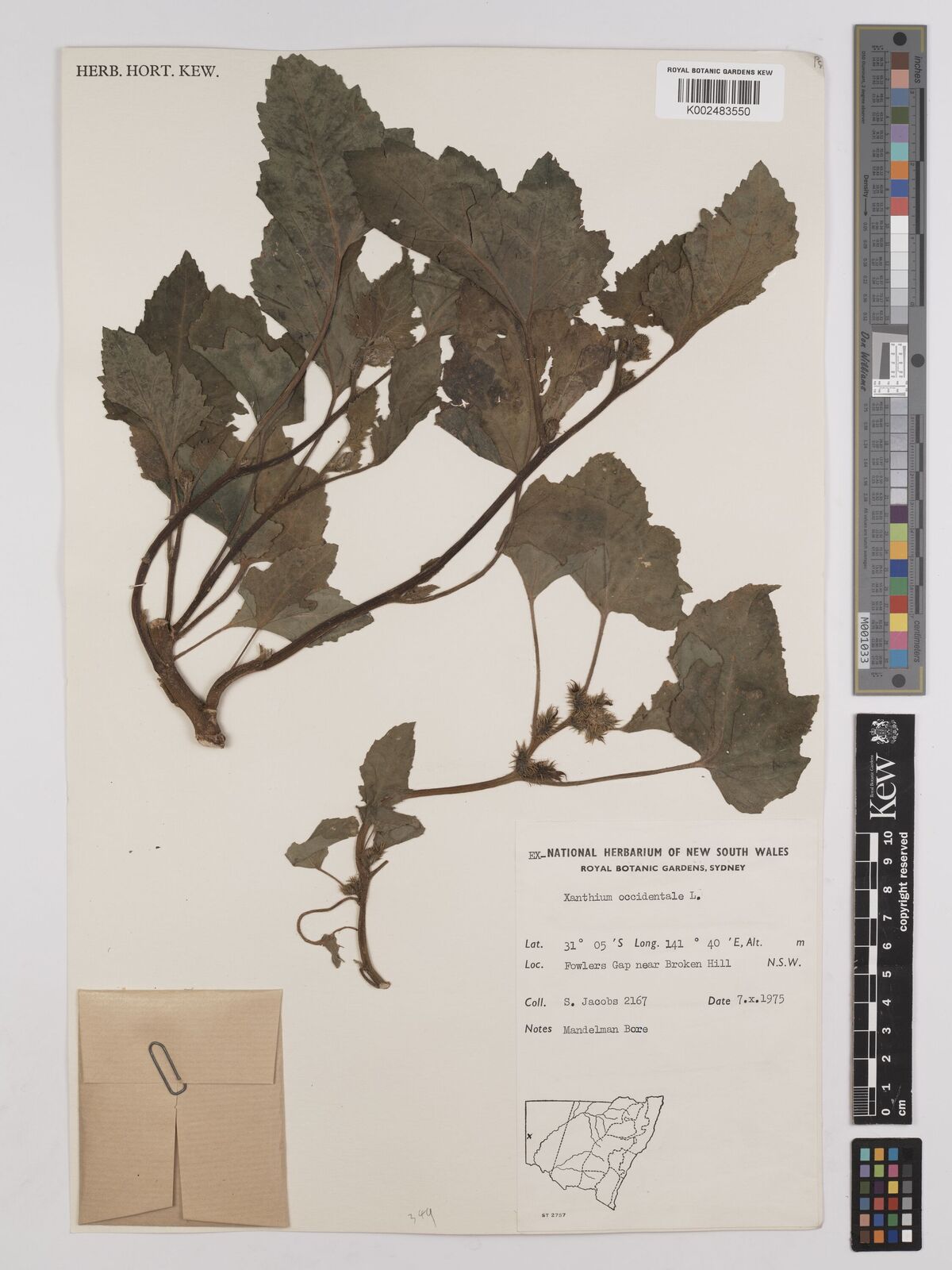 Xanthium chinense Mill. | Plants of the World Online | Kew Science