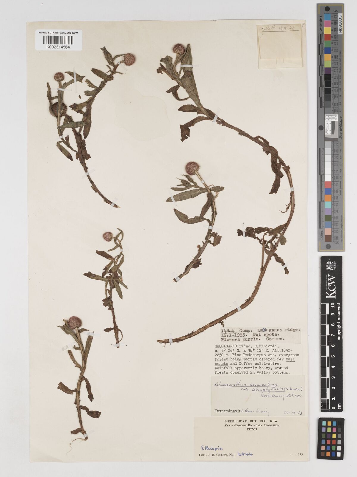 Sphaeranthus suaveolens var. tetraphyllus (S.Moore) Ross-Craig | Plants ...