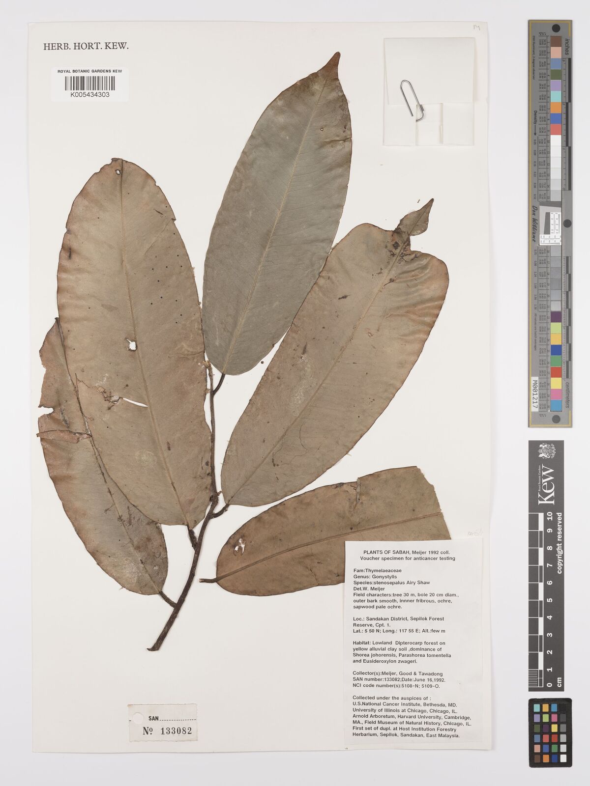Gonystylus stenosepalus Airy Shaw | Plants of the World Online | Kew ...