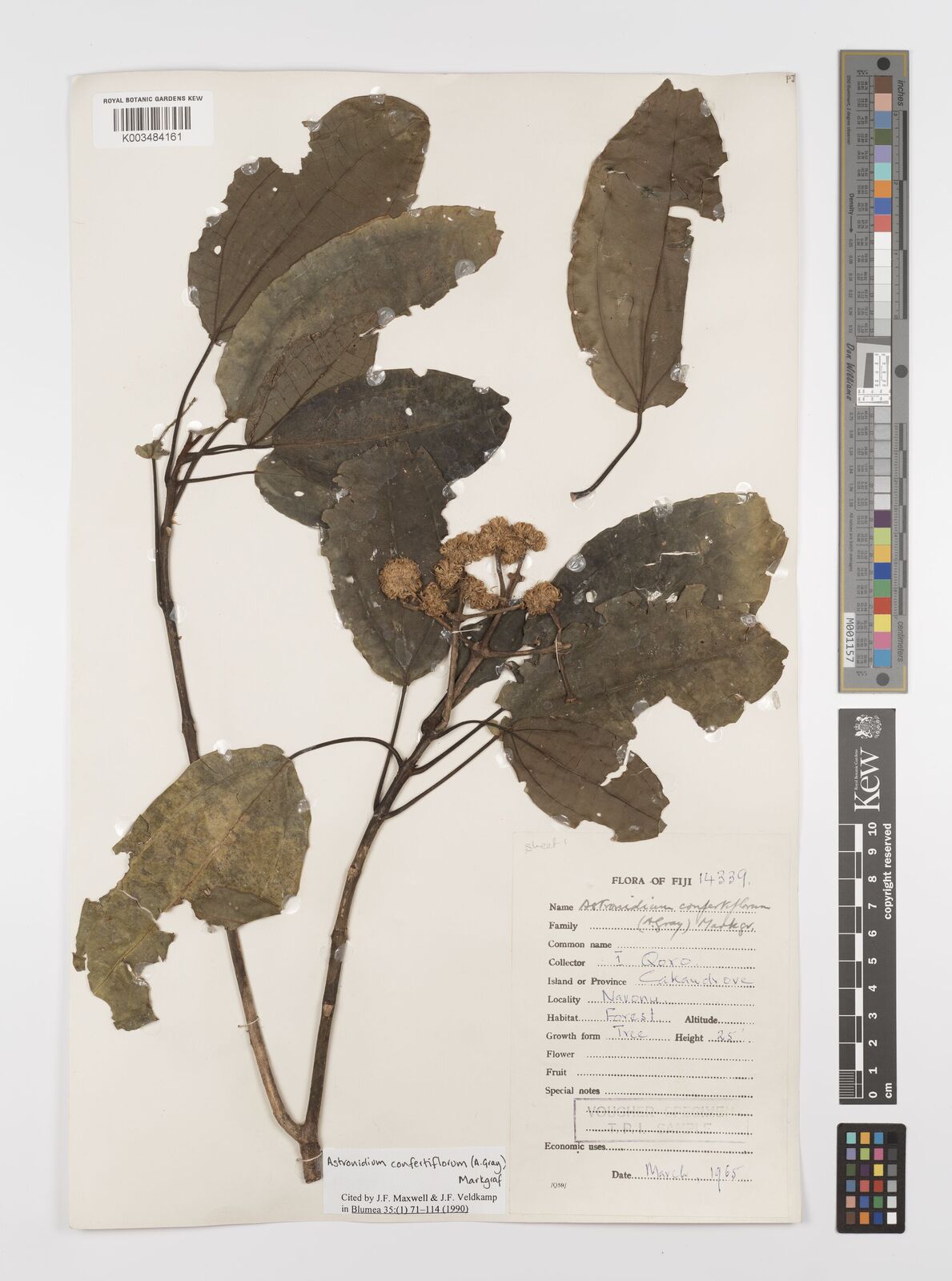 Astronidium confertiflorum (A.Gray) Markgr. | Plants of the World ...