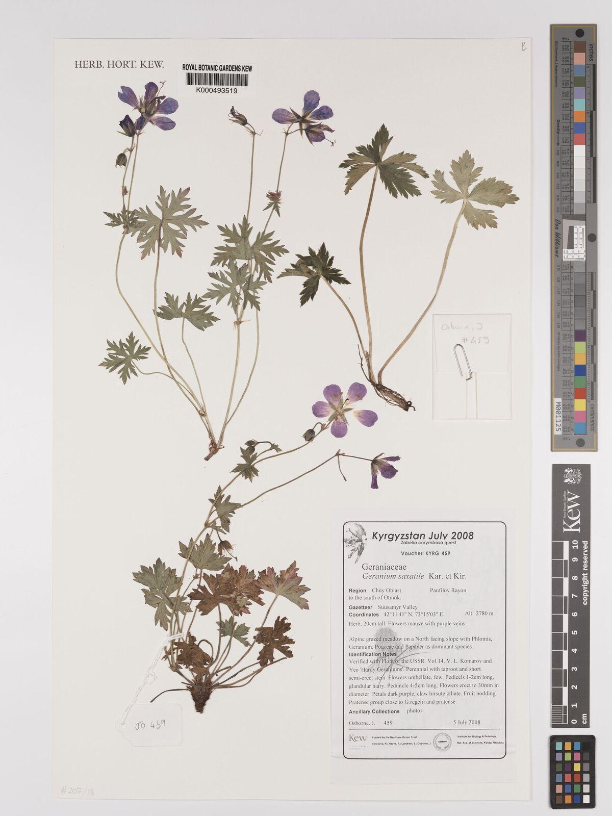 Geranium saxatile Kar. & Kir. | Plants of the World Online | Kew Science