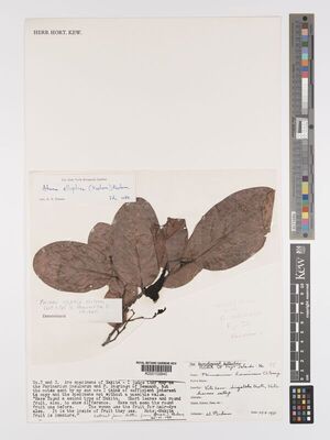 Atuna Raf. | Plants of the World Online | Kew Science