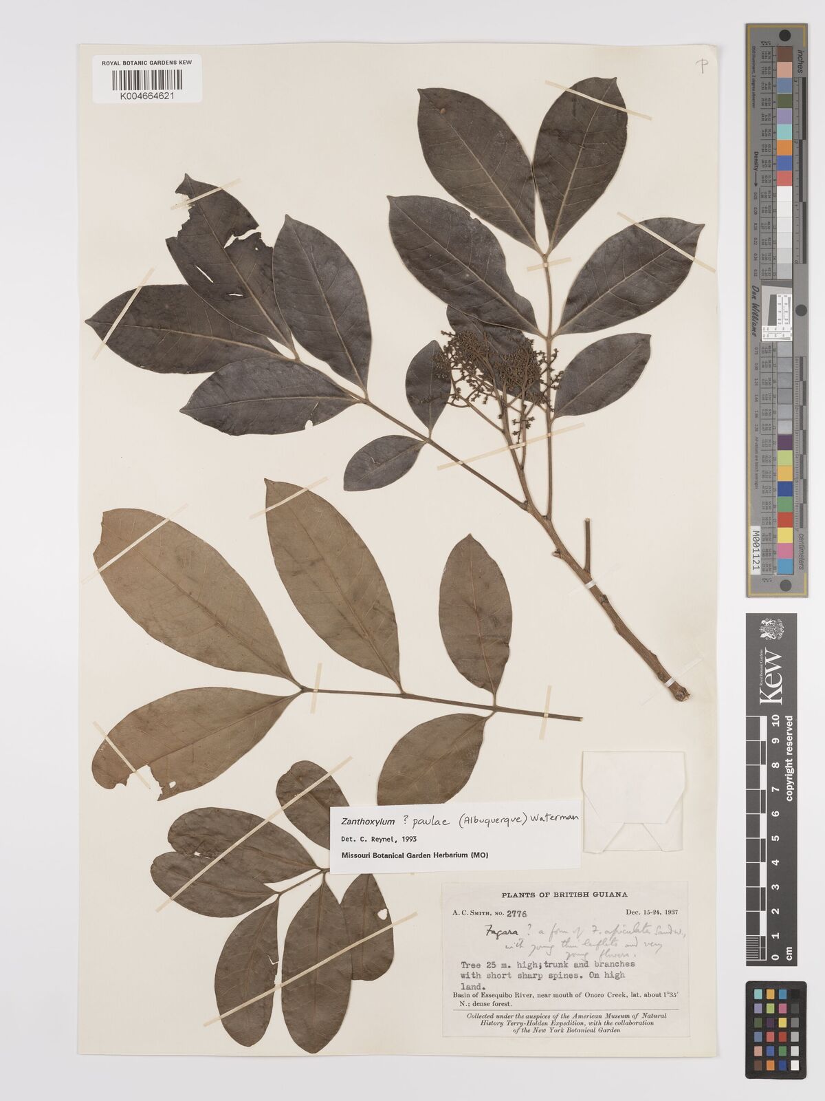 Zanthoxylum paulae (Albuq.) P.G.Waterman | Plants of the World Online ...