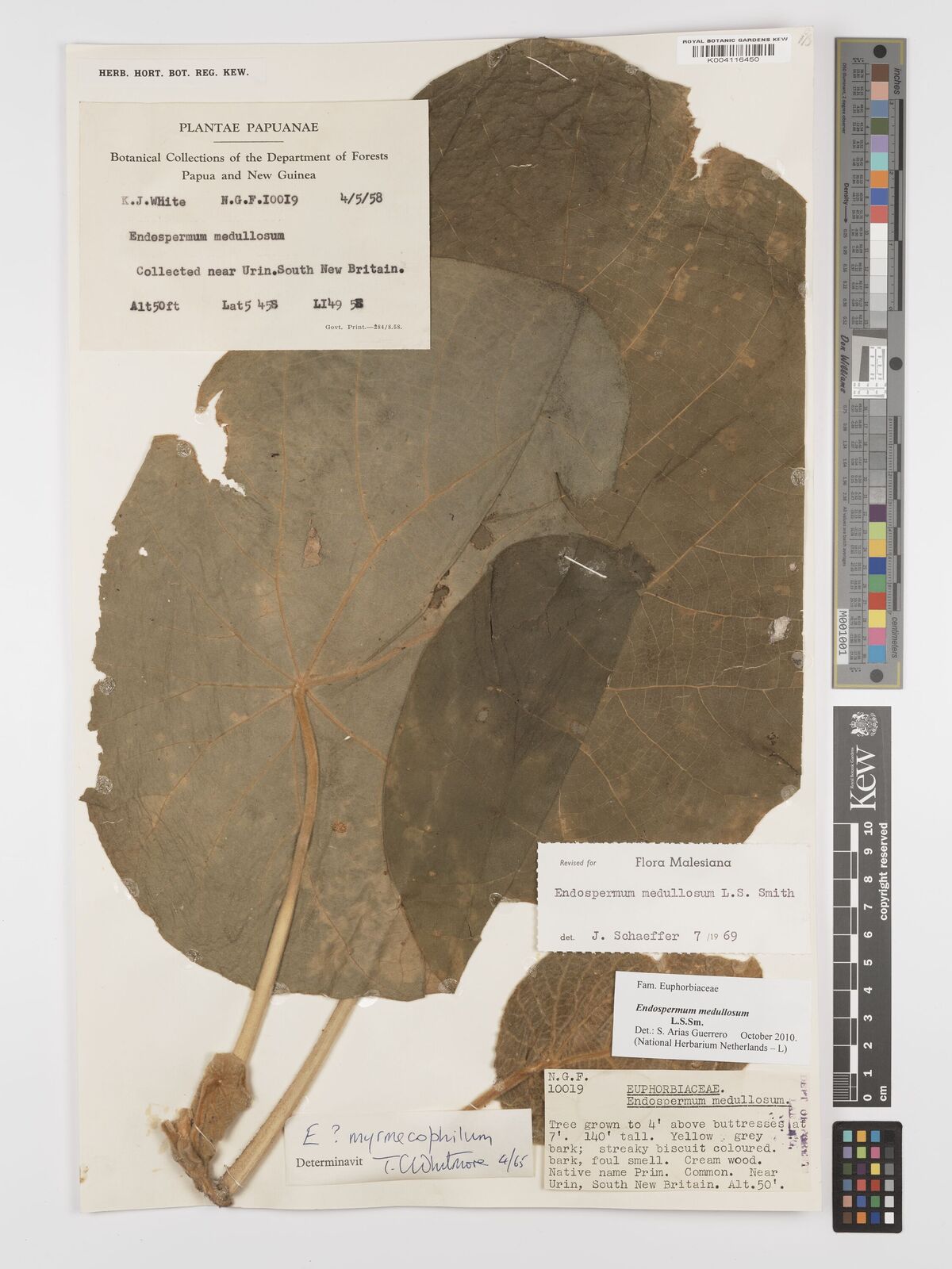 Endospermum Benth. | Plants of the World Online | Kew Science