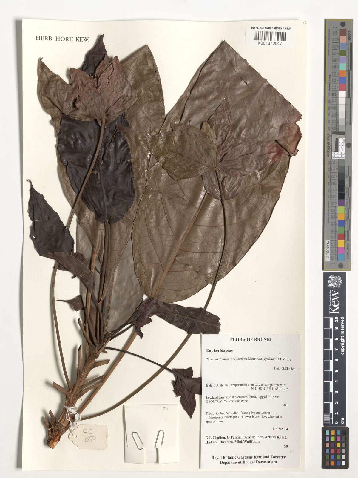 Trigonostemon lychnos (R.I.Milne) R.Y.Yu & Welzen | Plants of the World ...