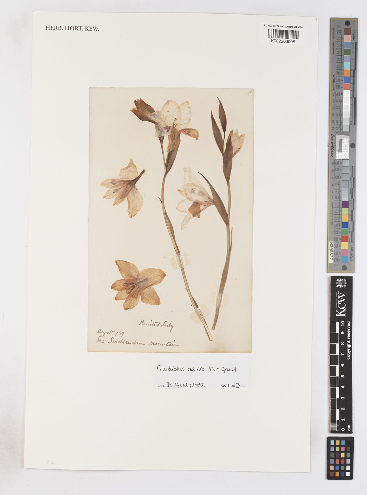 Gladiolus debilis Ker Gawl. | Plants of the World Online | Kew Science