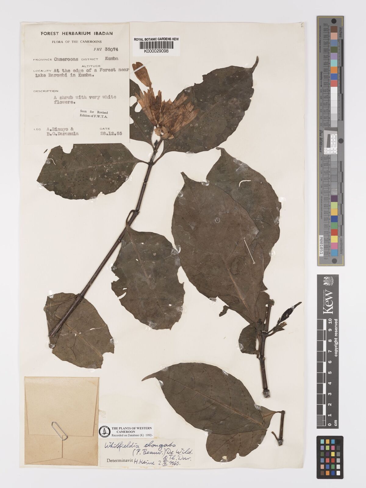 Whitfieldia elongata (P.Beauv.) De Wild. & T.Durand | Plants of the ...
