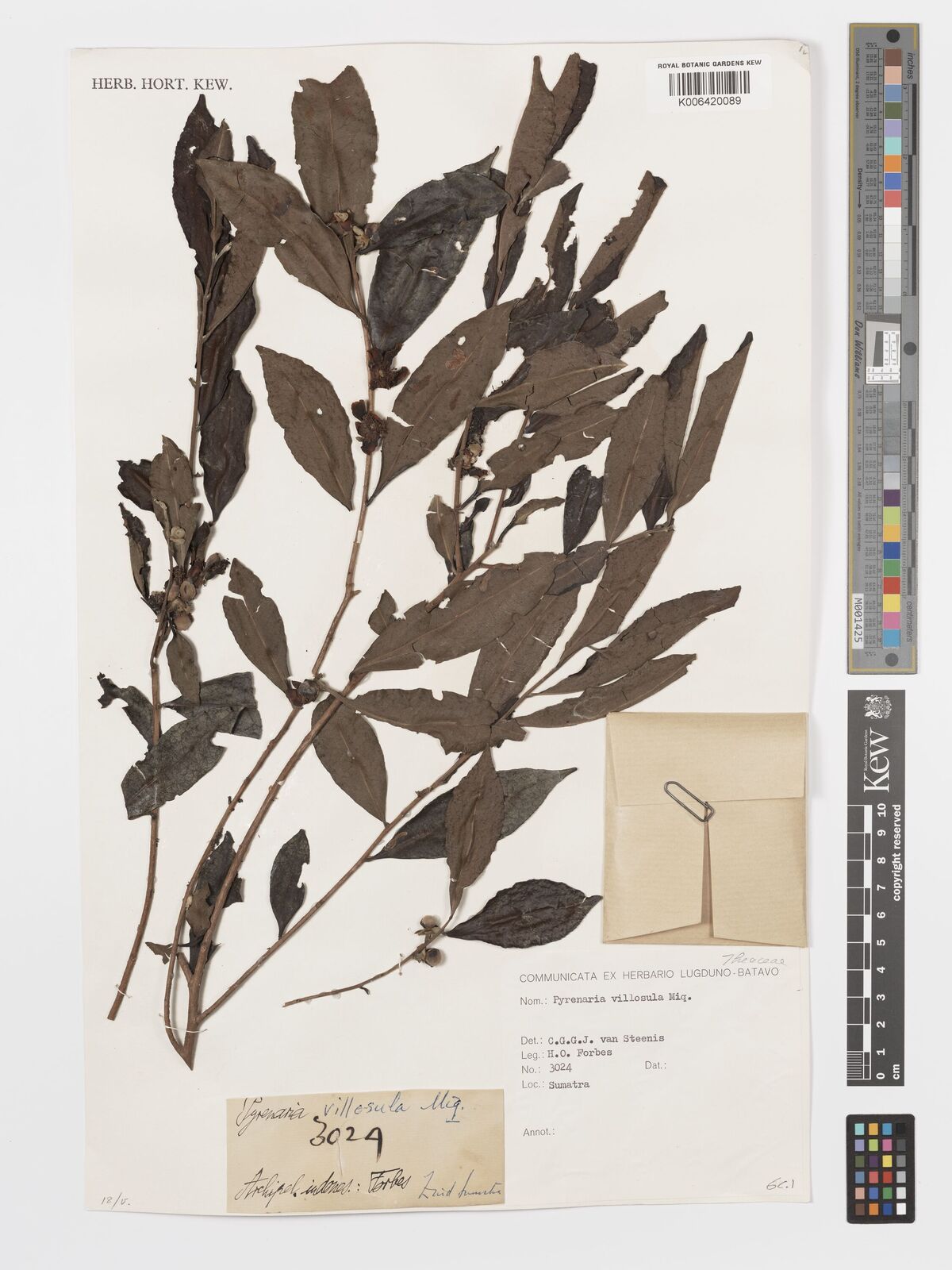 Pyrenaria villosula Miq. | Plants of the World Online | Kew Science