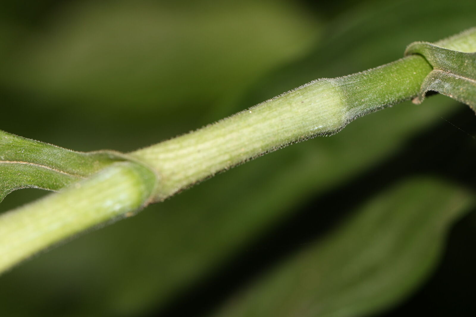 Pollia secundiflora (Blume) Bakh.f. | Plants of the World Online | Kew ...