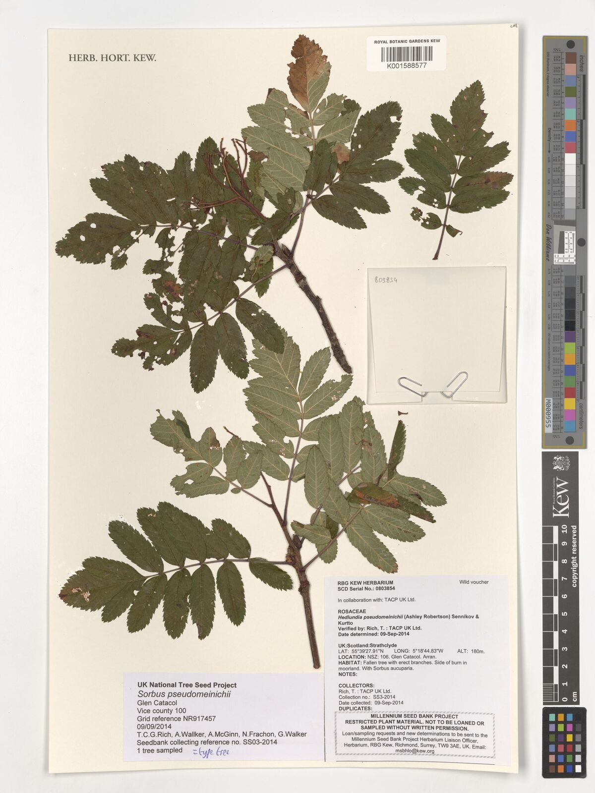 Hedlundia pseudomeinichii (Ashley Robertson) Sennikov & Kurtto | Plants ...