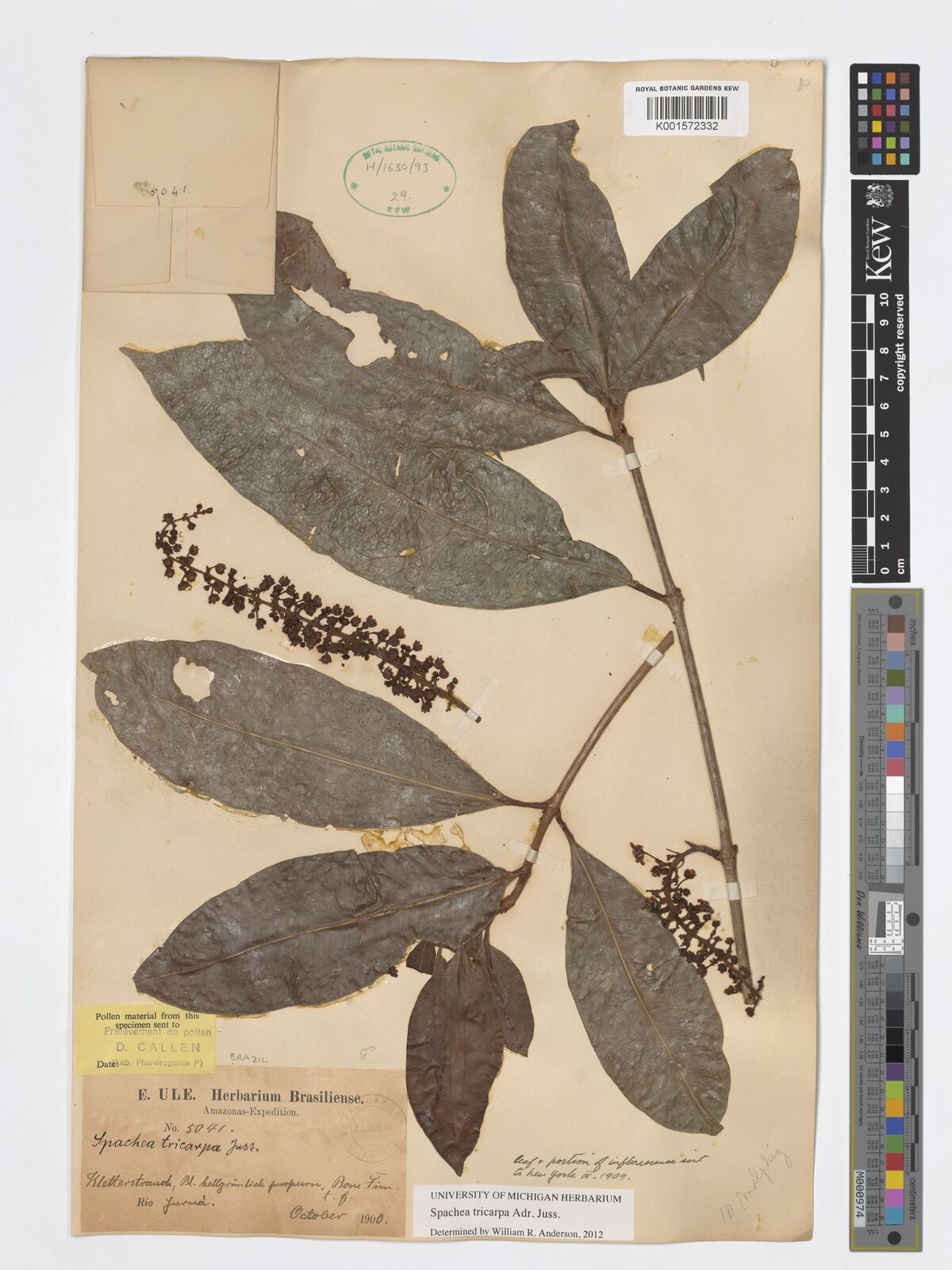 Spachea tricarpa A.Juss. | Plants of the World Online | Kew Science