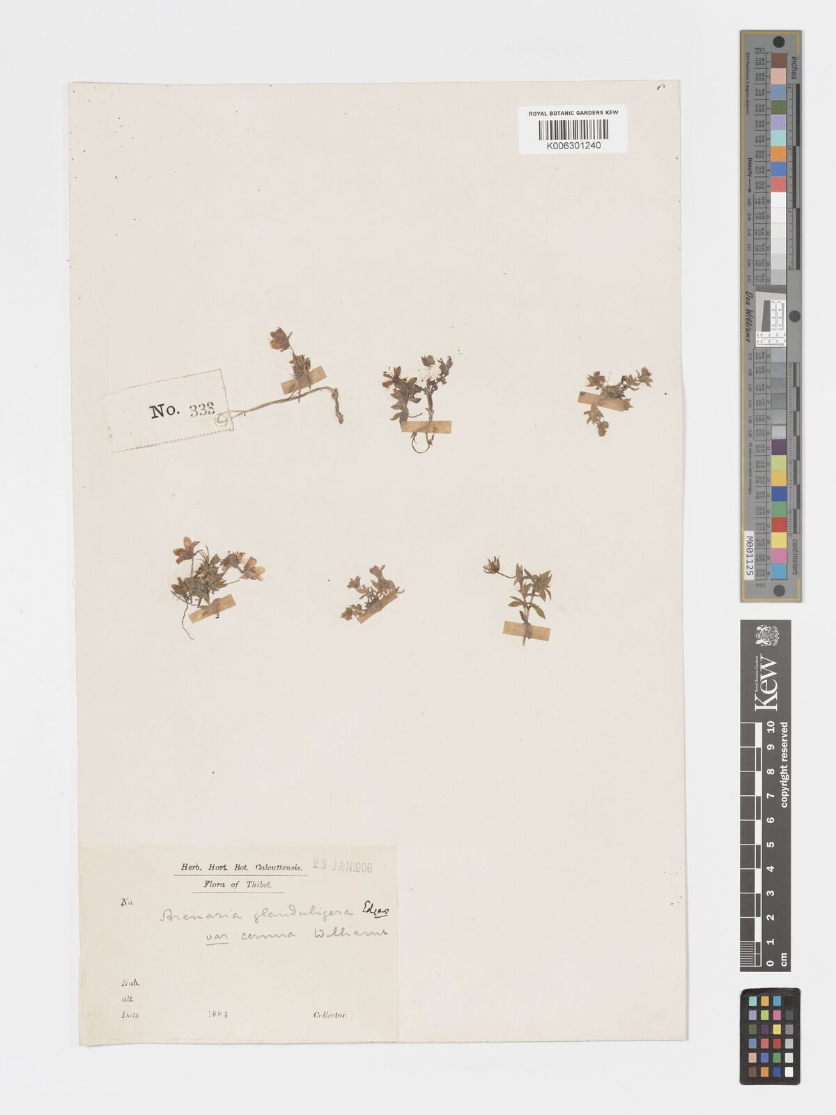Shivparvatia forrestii (Diels) Rabeler | Plants of the World Online ...