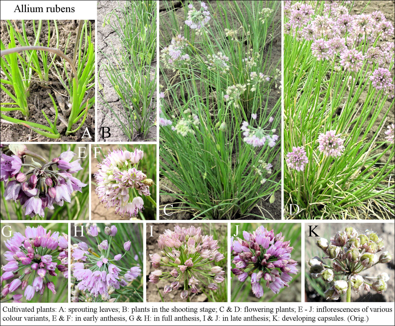 Allium rubens Spreng. | Plants of the World Online | Kew Science