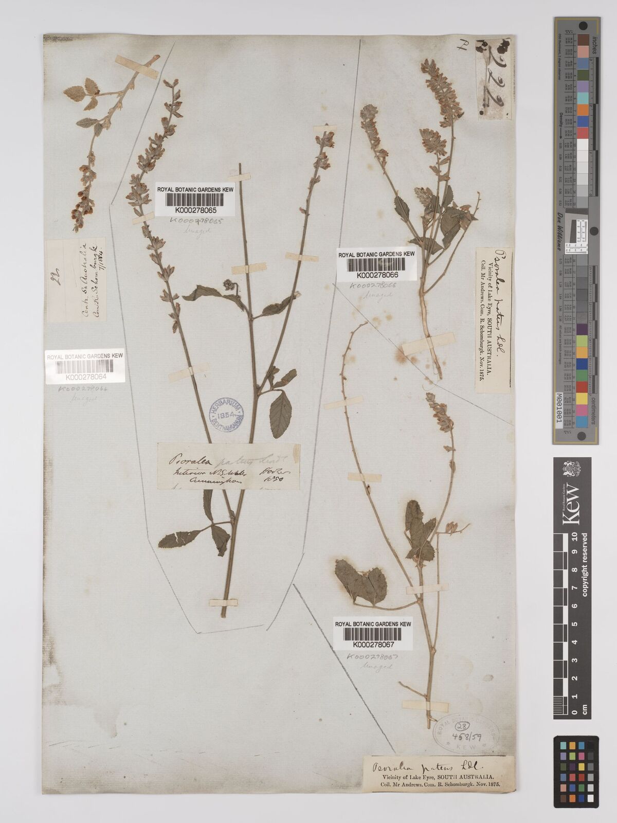 Cullen patens (Lindl.) J.W.Grimes | Plants of the World Online | Kew ...