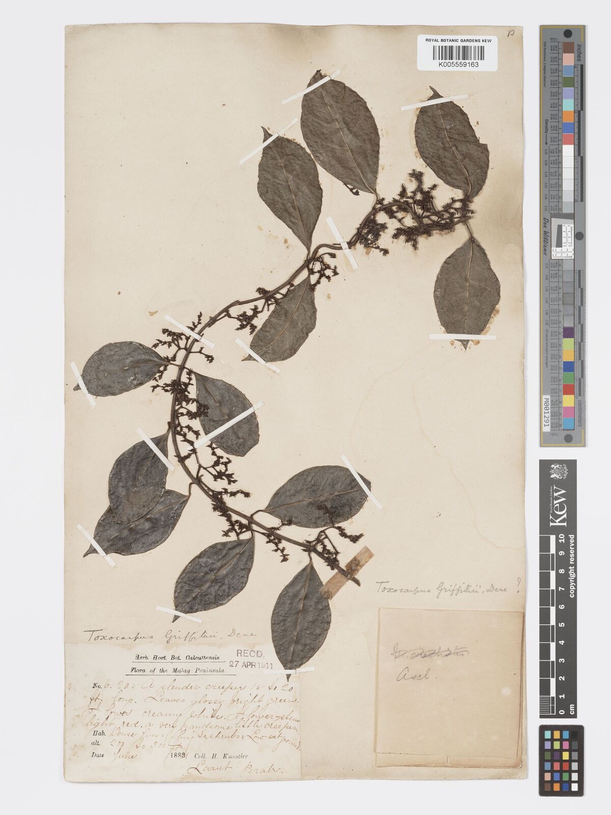Secamone griffithii (Decne.) Klack. | Plants of the World Online | Kew ...
